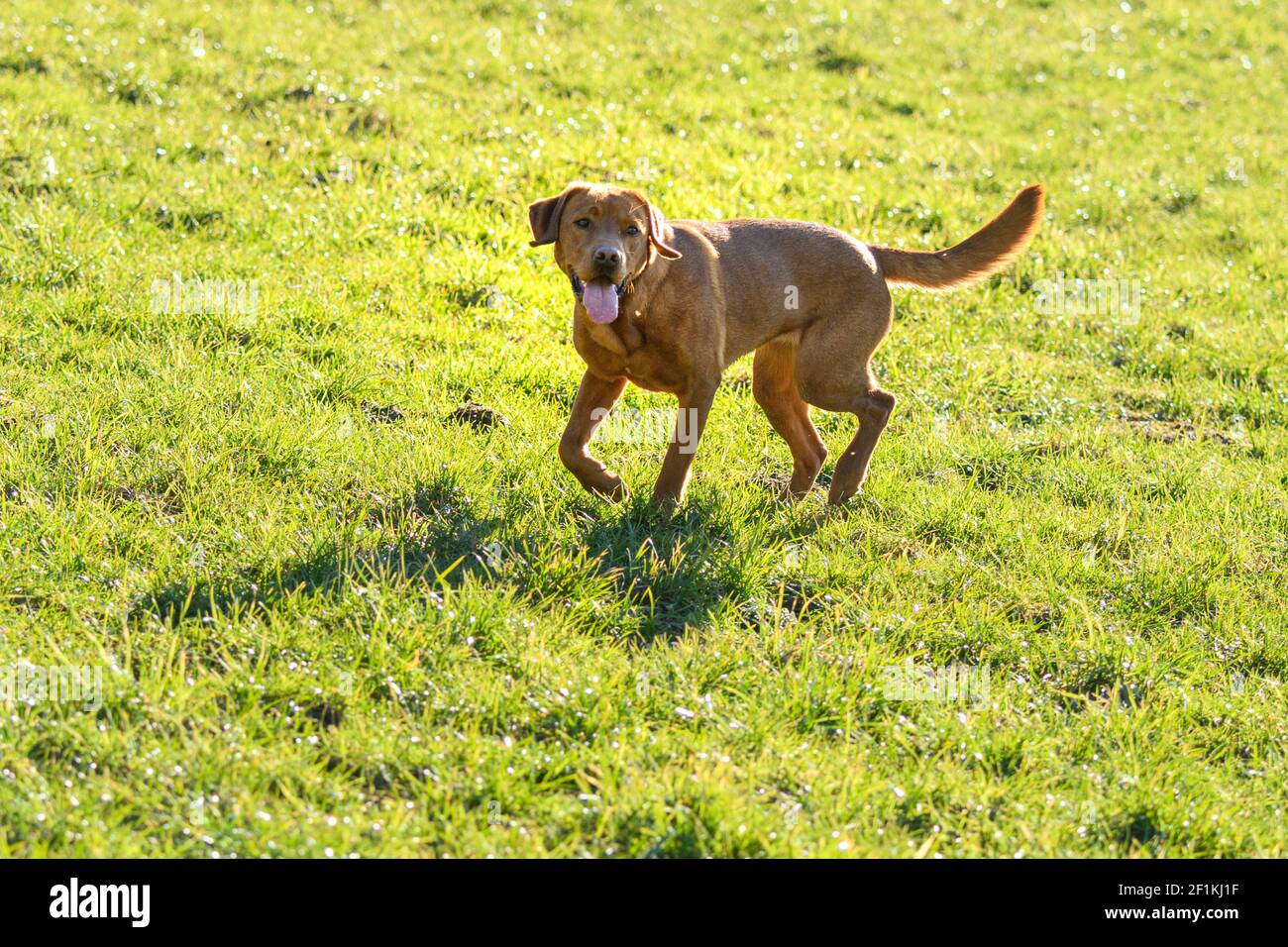Of butschelegg hi-res stock photography and images - Alamy