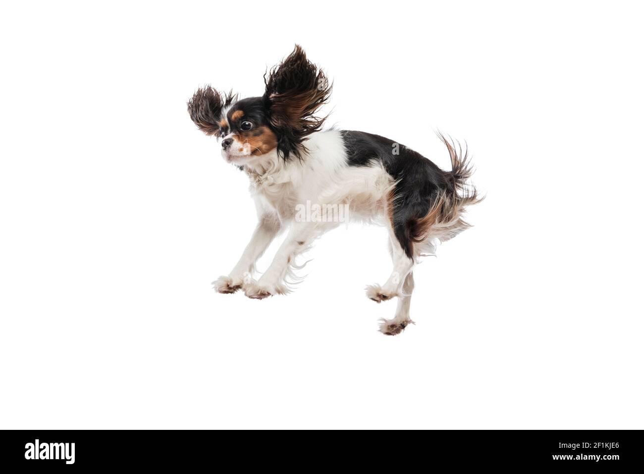 Funny king charles spaniel dog jumping isolated over white background ...
