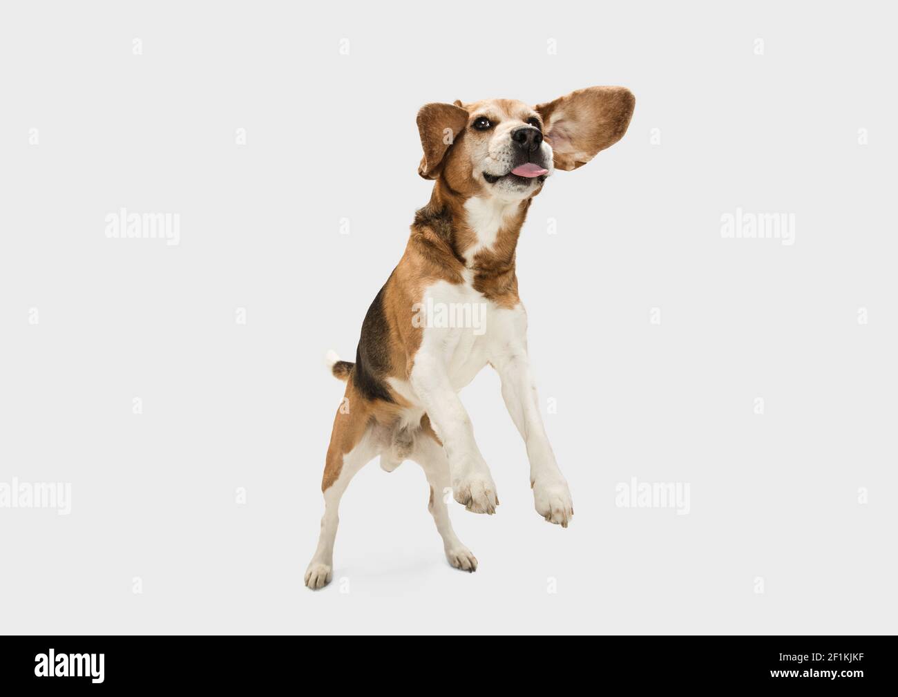 Cute funny Beagle dog posing isolated over white studio background ...