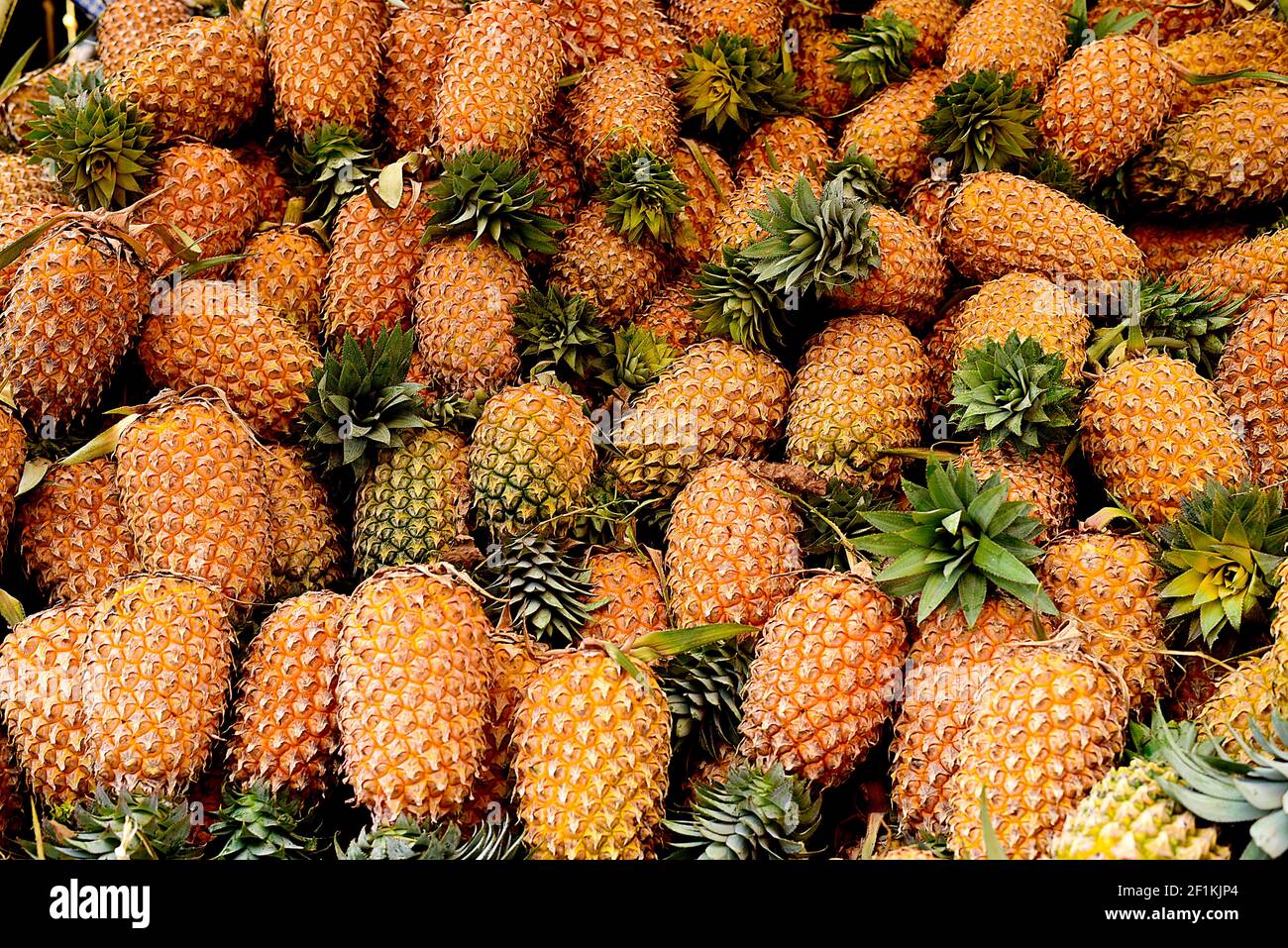 Pine Apple is a tropical plant with an edible fruit Stock Photo - Alamy