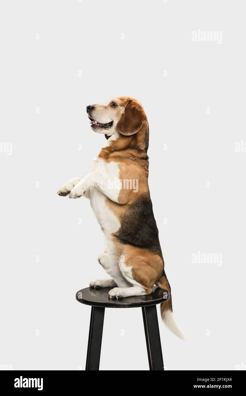 Big Beagle dog sitting on chair isolated over white background Stock ...