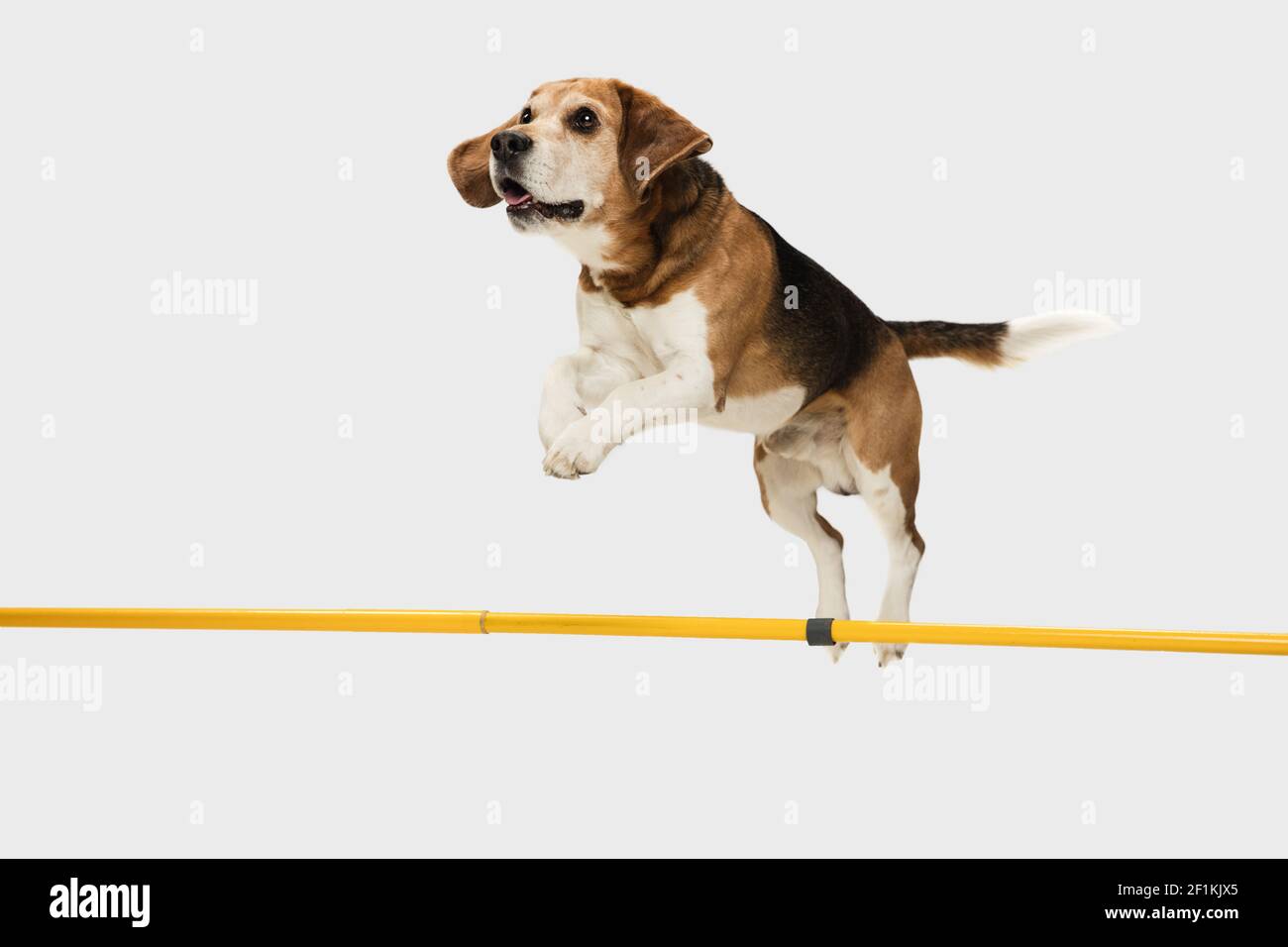 Big old Beagle dog jumping over stick isolated on white background ...