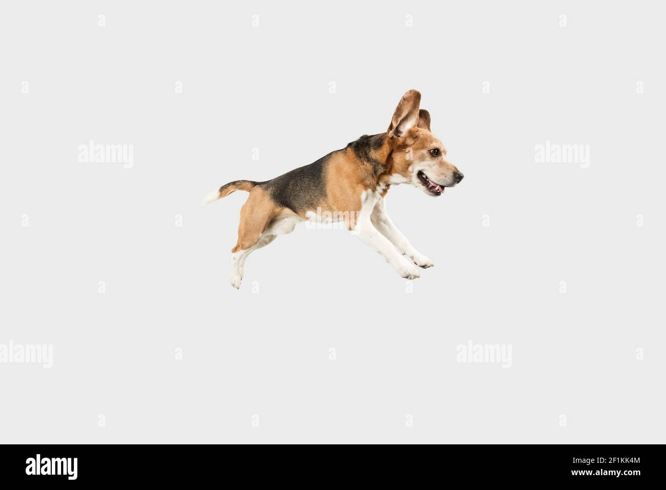 Funny happy beagle dog jumping isolated over white background Stock ...