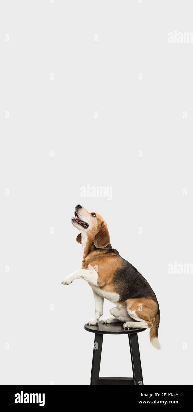 Big old Beagle dog sitting on chair isolated over white background ...