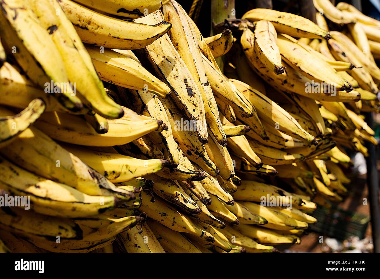 Bunch of banana Stock Photo - Alamy
