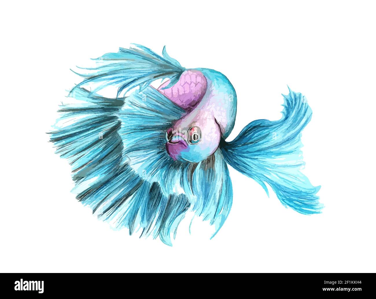 Beautiful Betta Fish Drawing