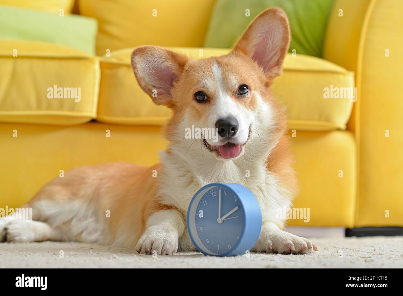 Cute dog with alarm clock at home Stock Photo - Alamy
