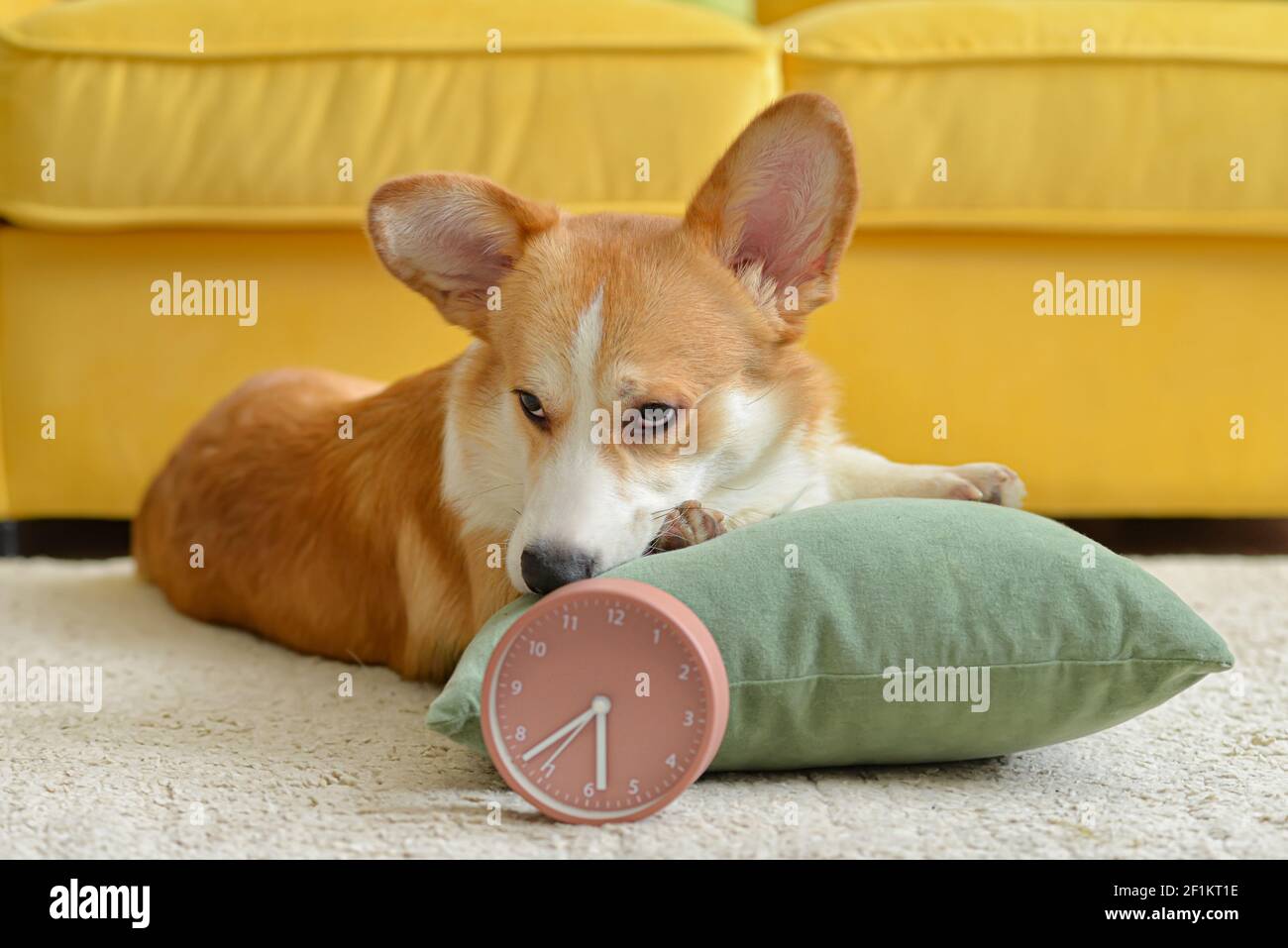 Cute dog with alarm clock and pillow at home Stock Photo - Alamy