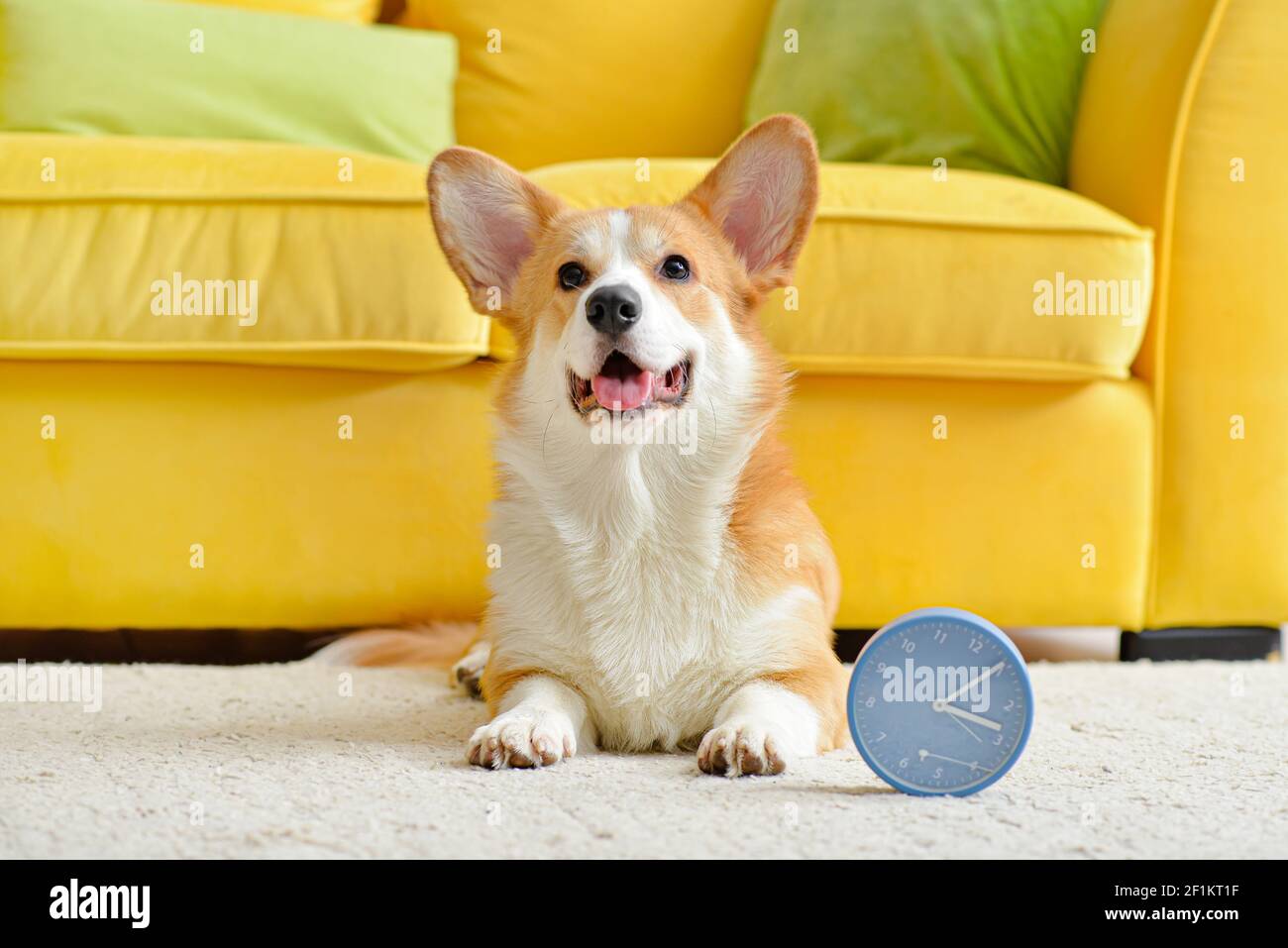 Cute dog with alarm clock at home Stock Photo - Alamy