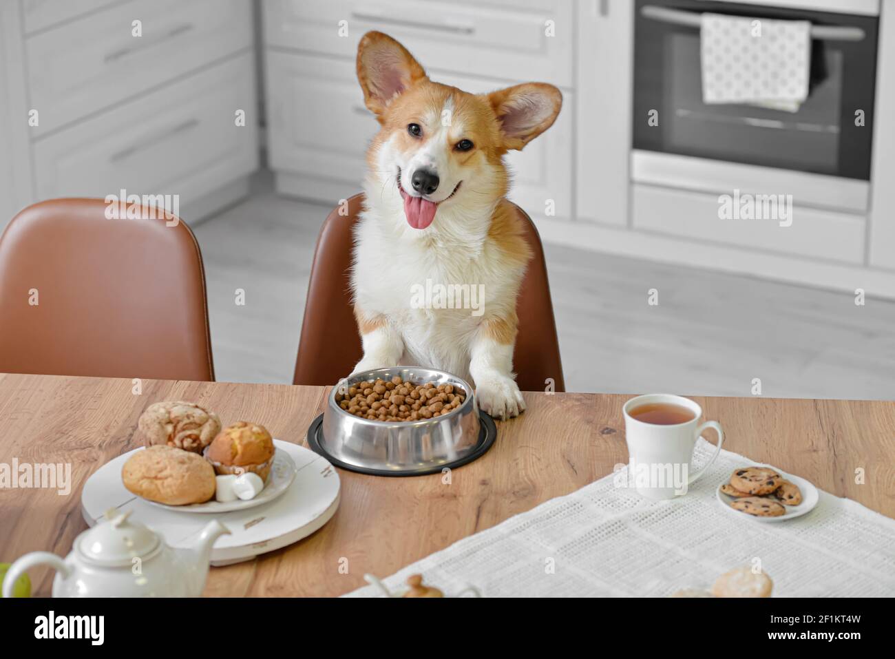 Cute funny dog at table in kitchen Stock Photo - Alamy