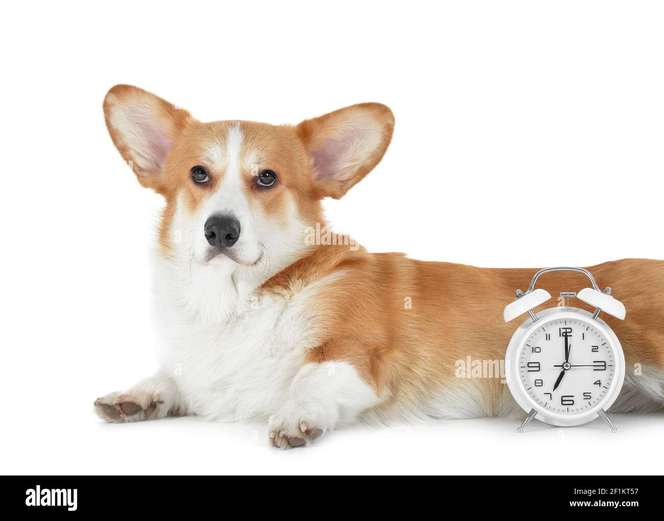 Cute dog with alarm clock on white background Stock Photo - Alamy