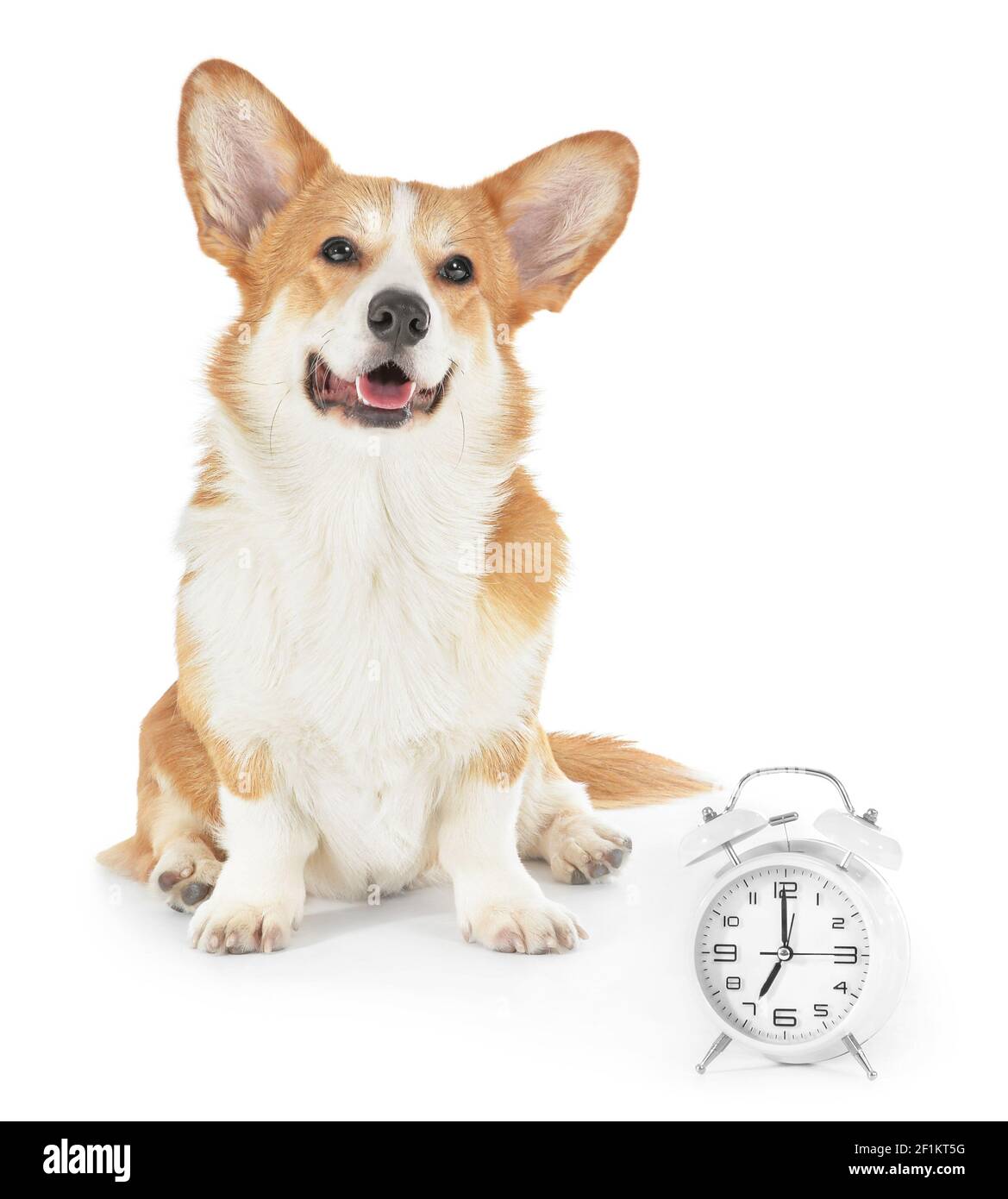 Cute dog with alarm clock on white background Stock Photo - Alamy