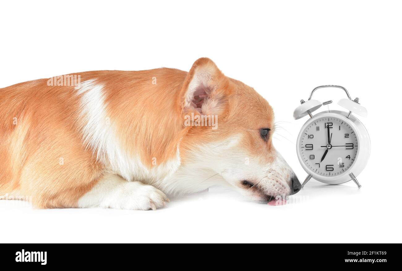 Cute dog with alarm clock on white background Stock Photo - Alamy