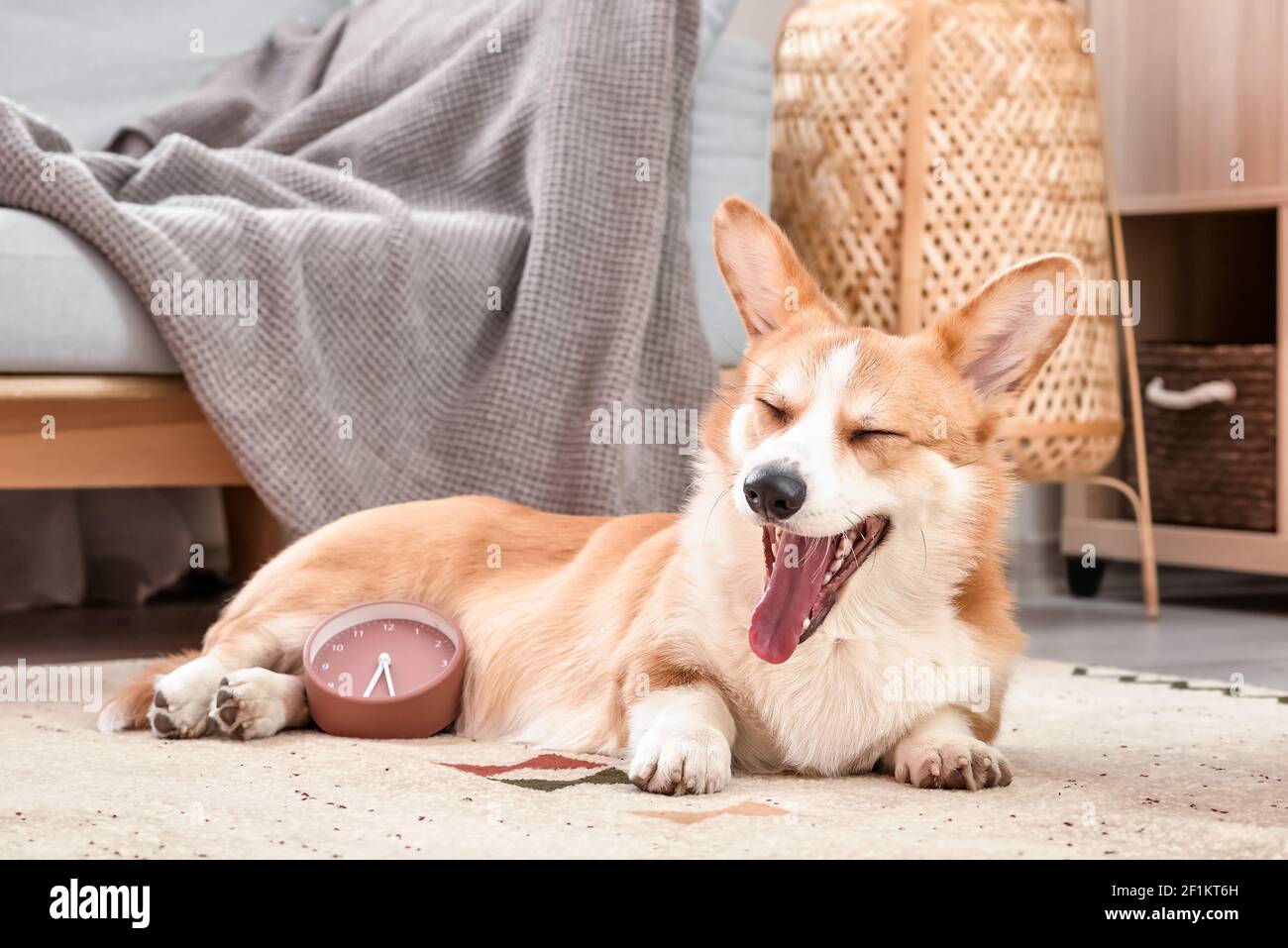 Cute dog with alarm clock at home Stock Photo - Alamy