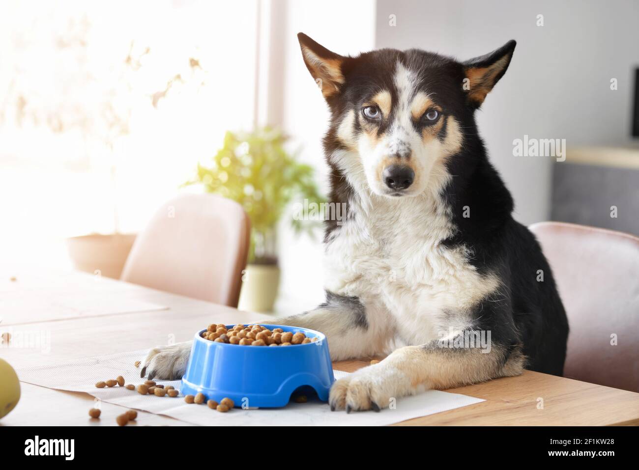 Cute funny dog at table in kitchen Stock Photo - Alamy