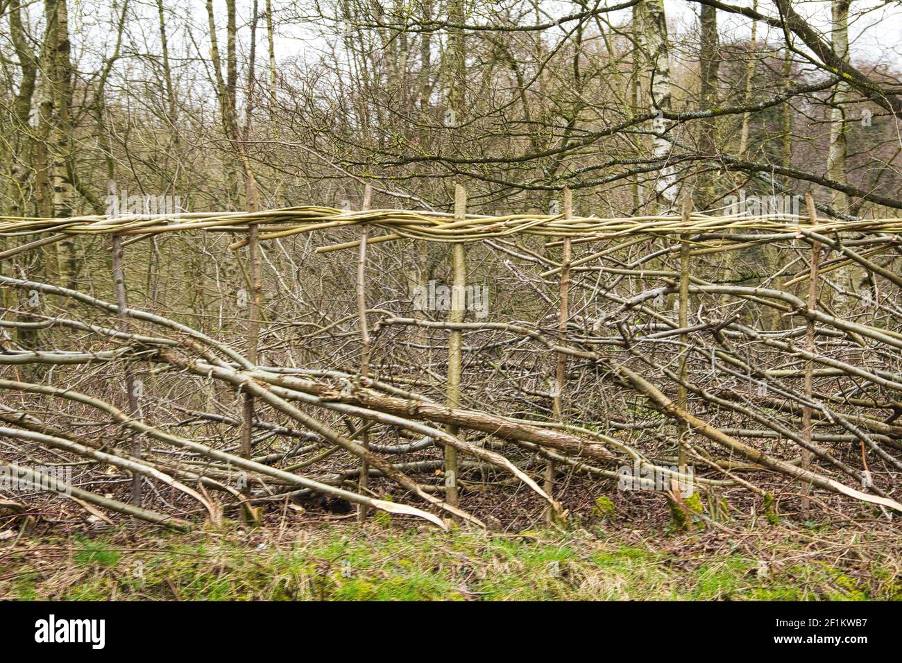 natural hedge fencing Stock Photo - Alamy