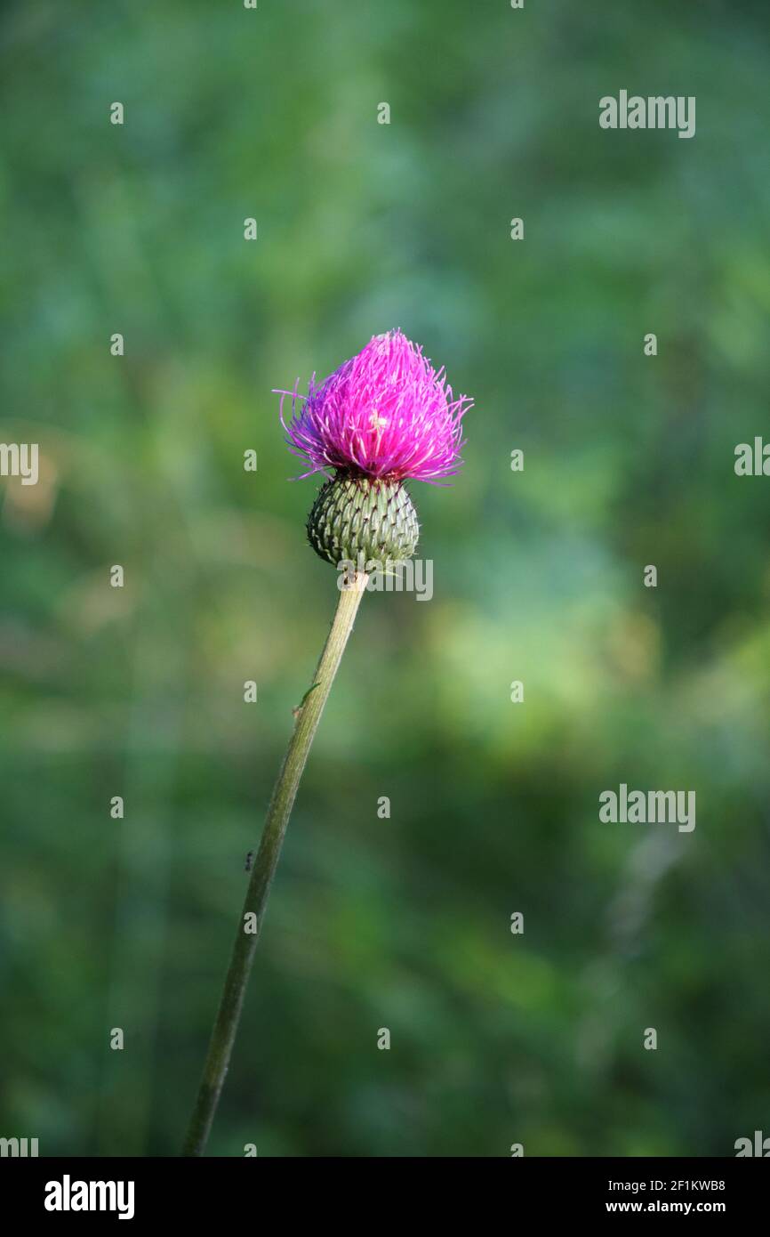 One flower of milk thistle close-up on a blurred background. Thorn ...