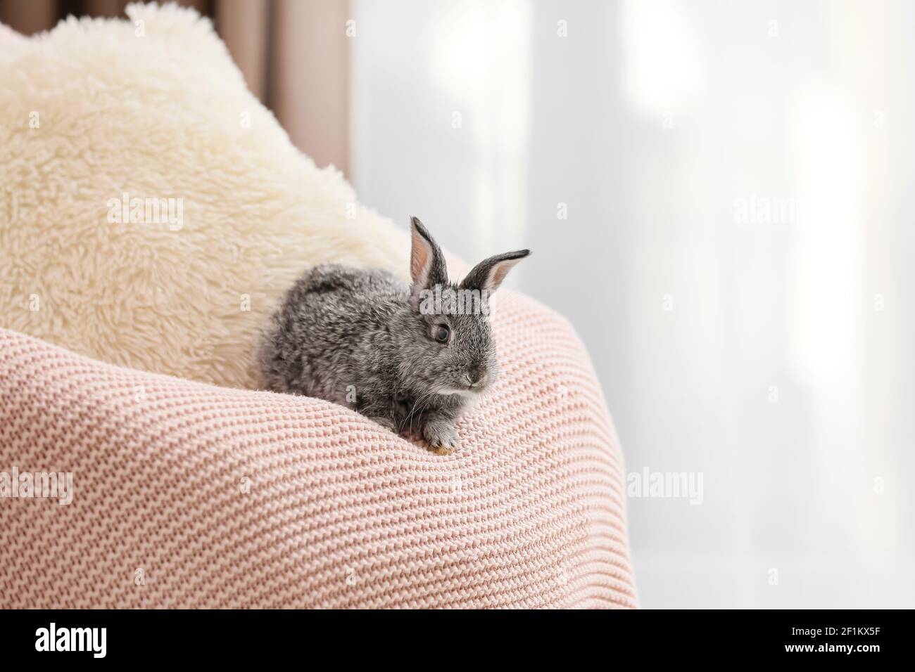 Cute rabbit on armchair in room Stock Photo - Alamy