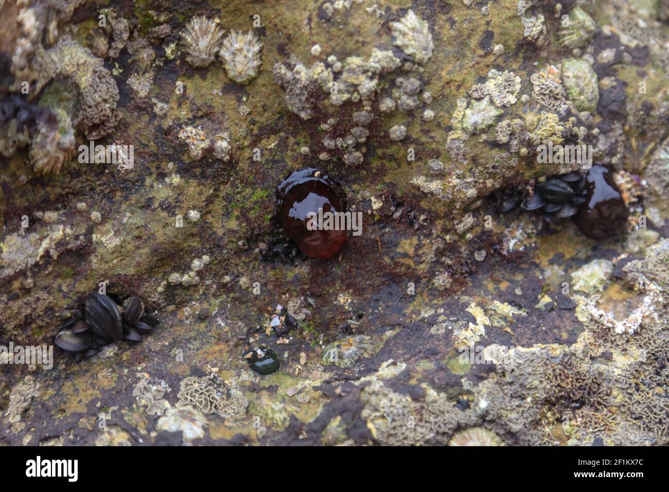 Wilde muschel hi-res stock photography and images - Alamy