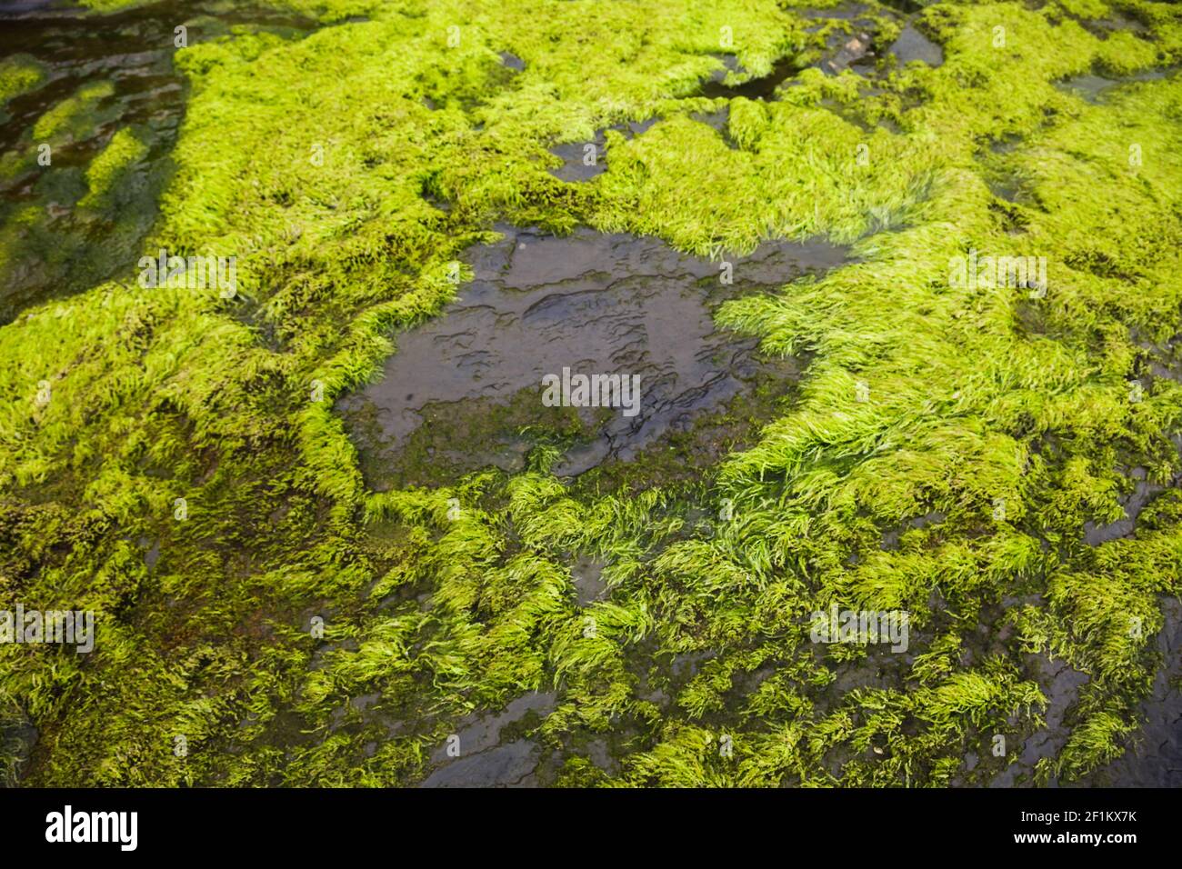 Old stone wall green algae hi-res stock photography and images - Alamy