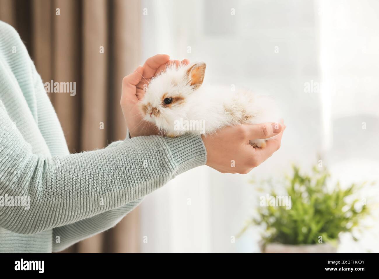 Woman with cute rabbit at home Stock Photo - Alamy