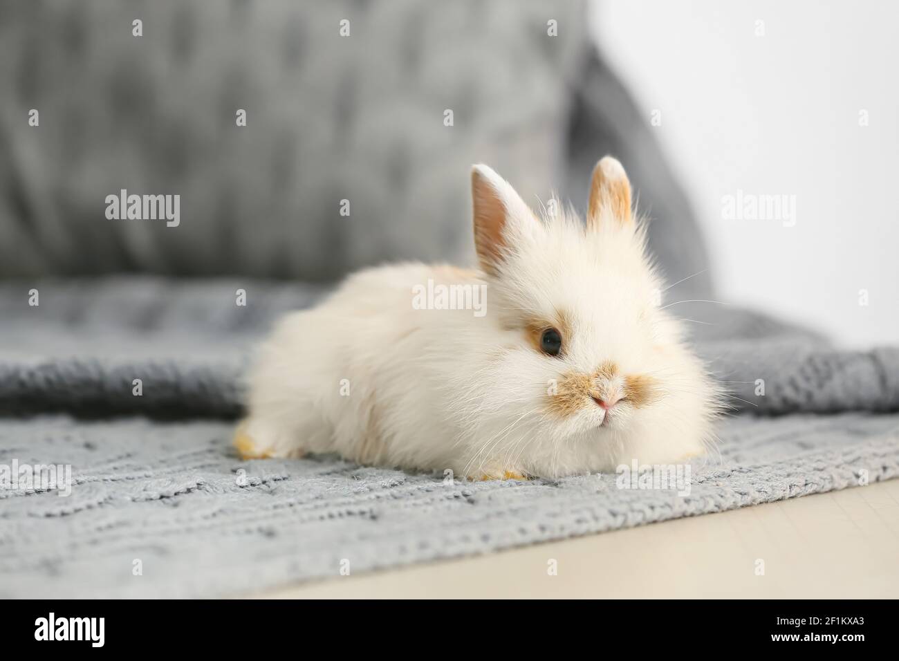 Cute rabbit on table in room Stock Photo - Alamy