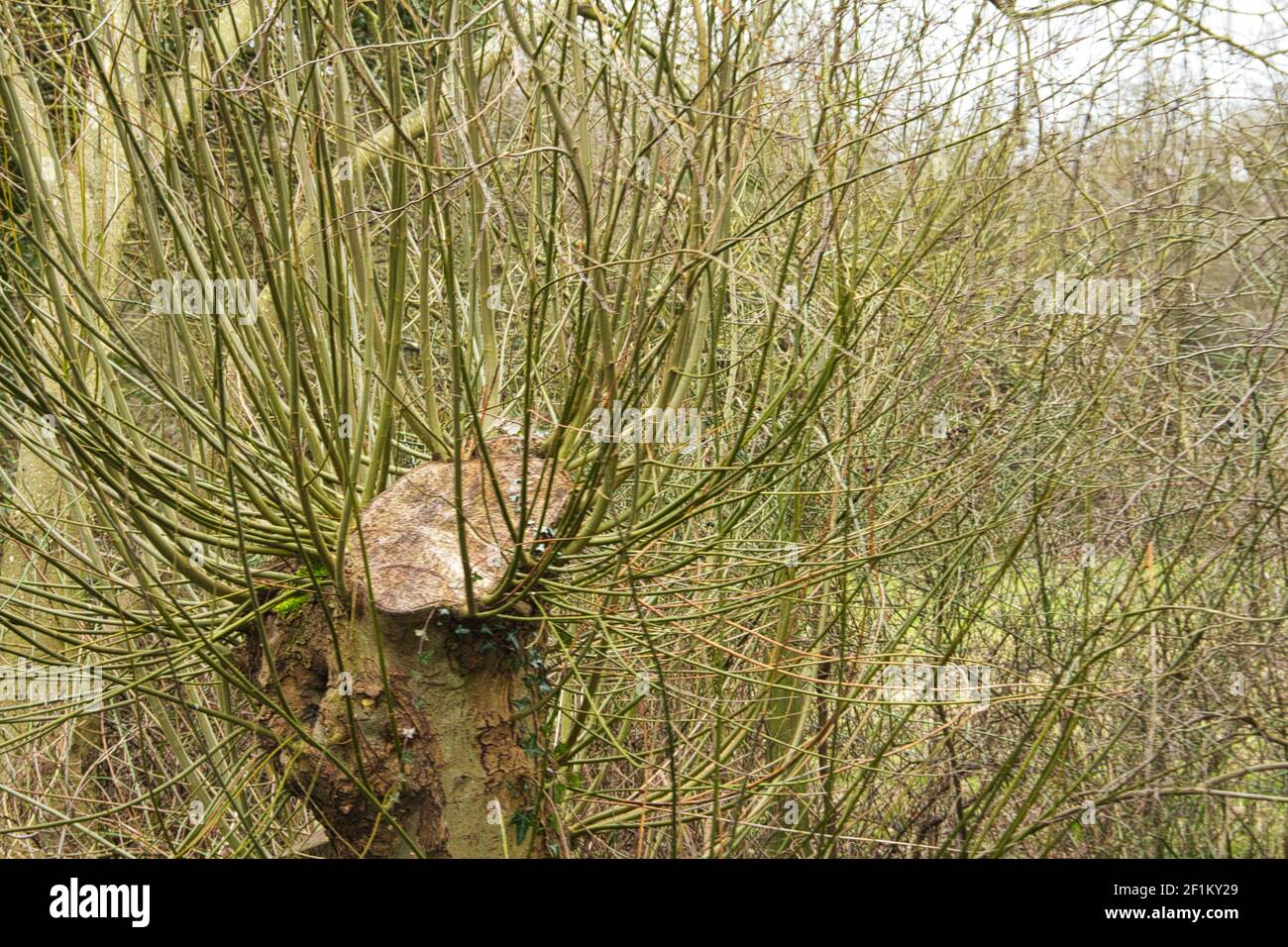 Pollarded tree hi-res stock photography and images - Alamy