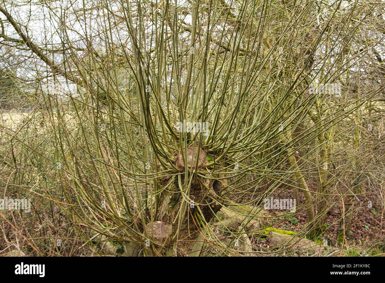 Pollarded tree hi-res stock photography and images - Alamy