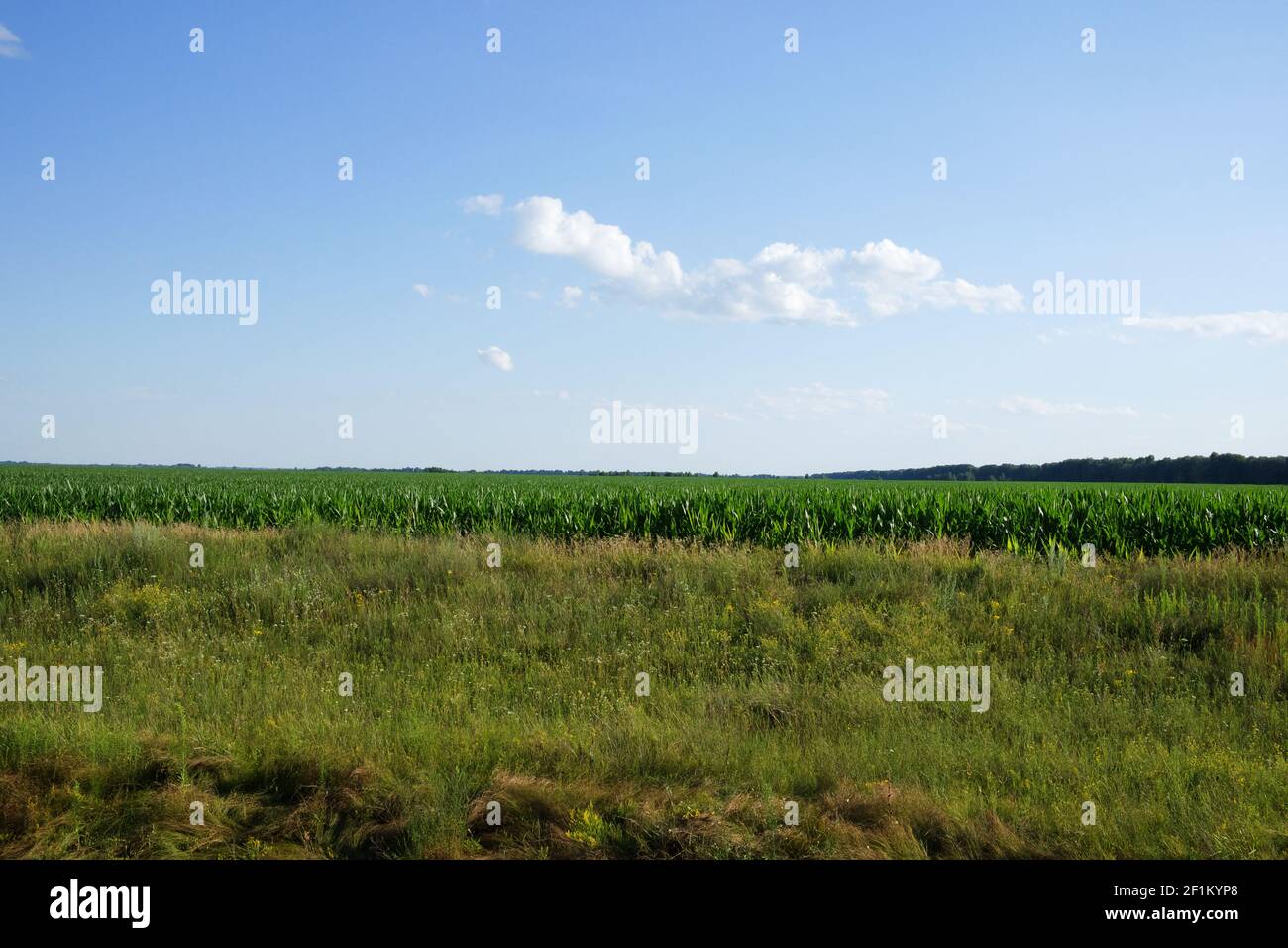 Plants of corn on a farm plot. Farmland. Growing corn. Agro-landscape ...