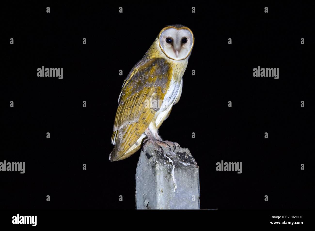 common barn owl ( Tyto alba ) at night in the dark Stock Photo - Alamy