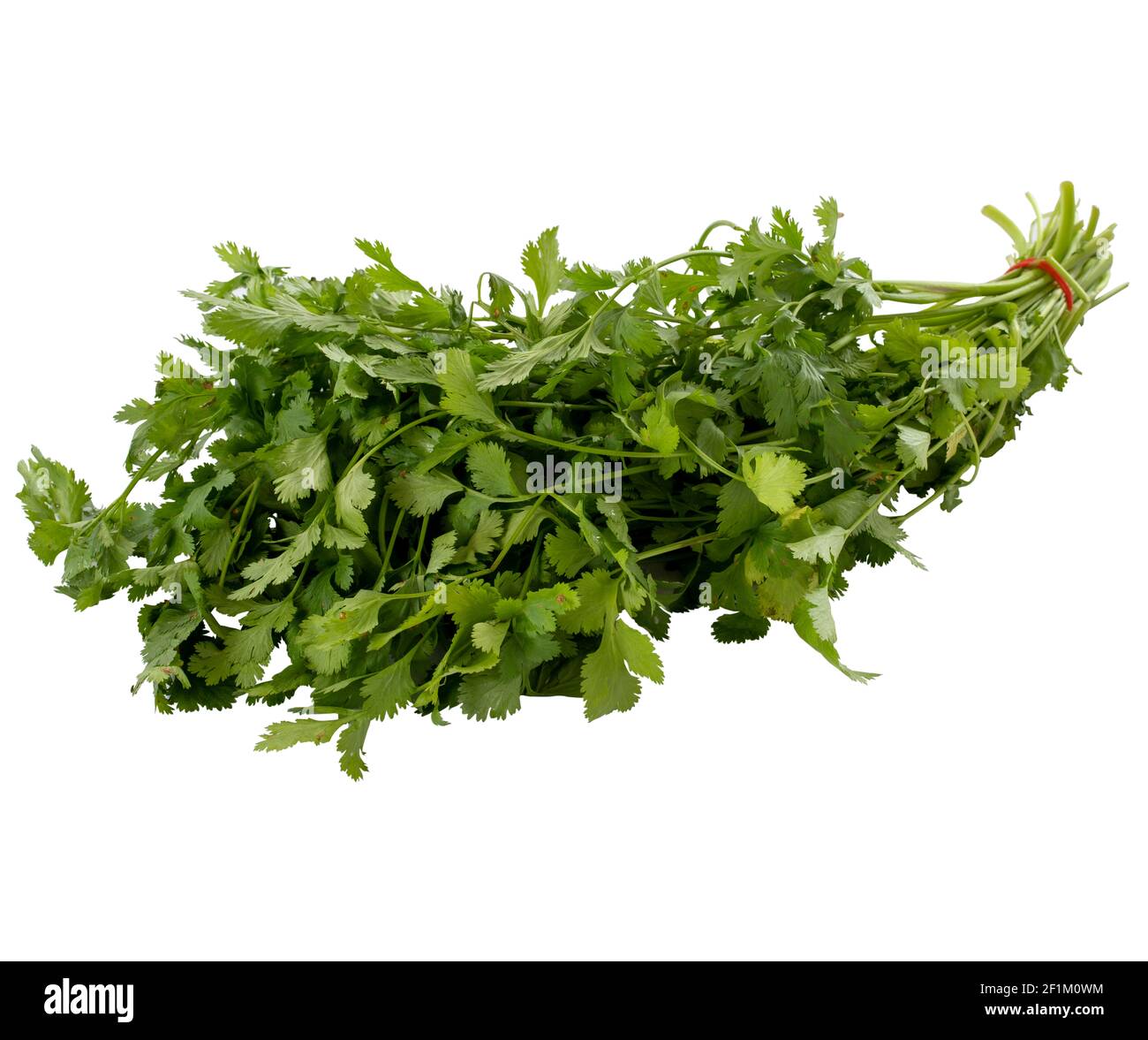 coriander isolated on white background Stock Photo - Alamy