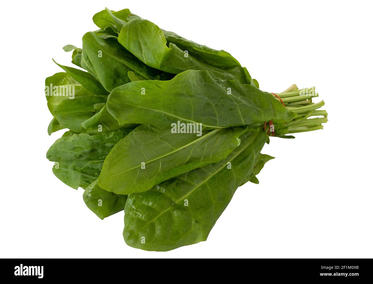 Sorrel isolated on white background Stock Photo - Alamy