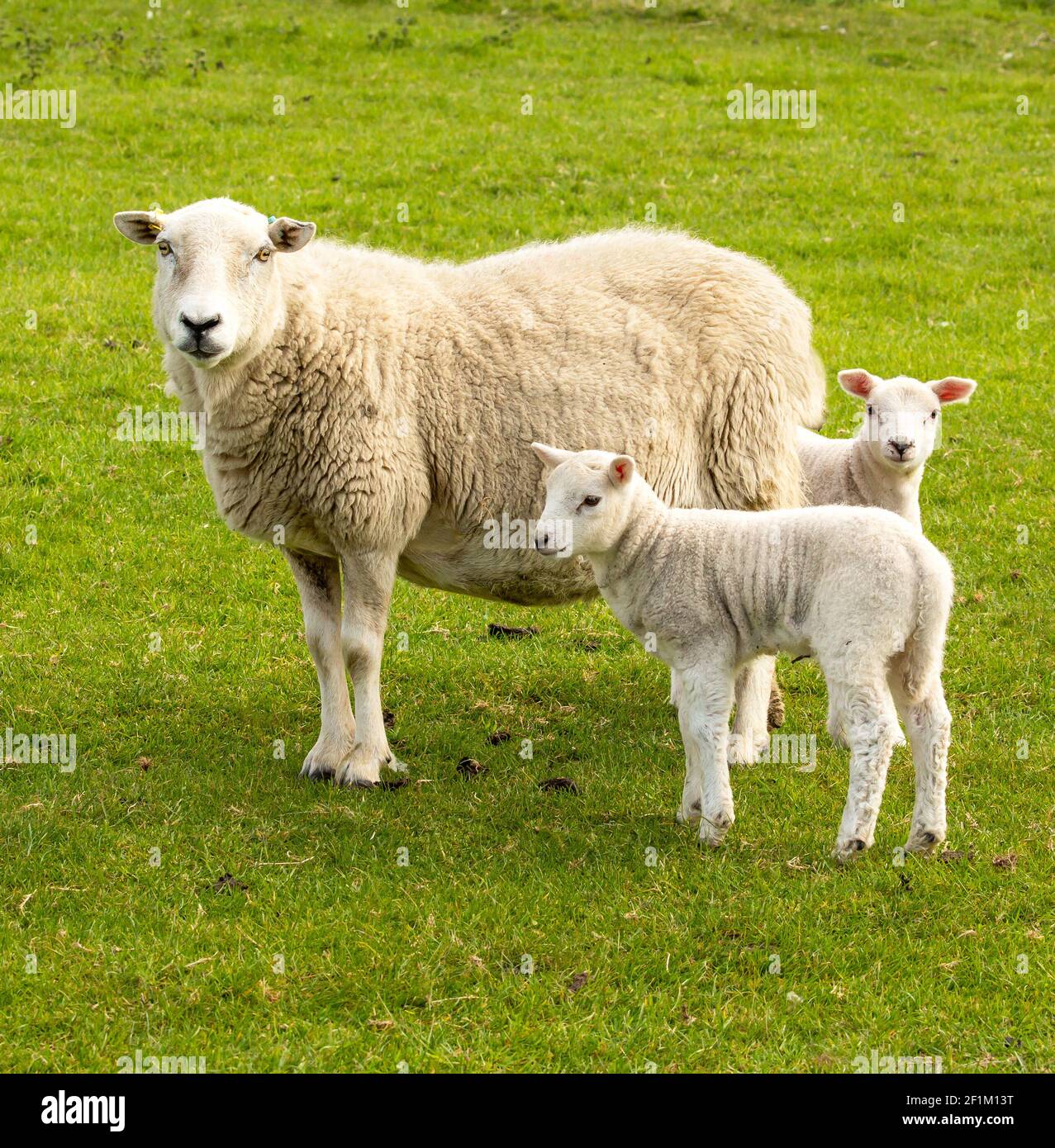 Twin sheep hi-res stock photography and images - Alamy