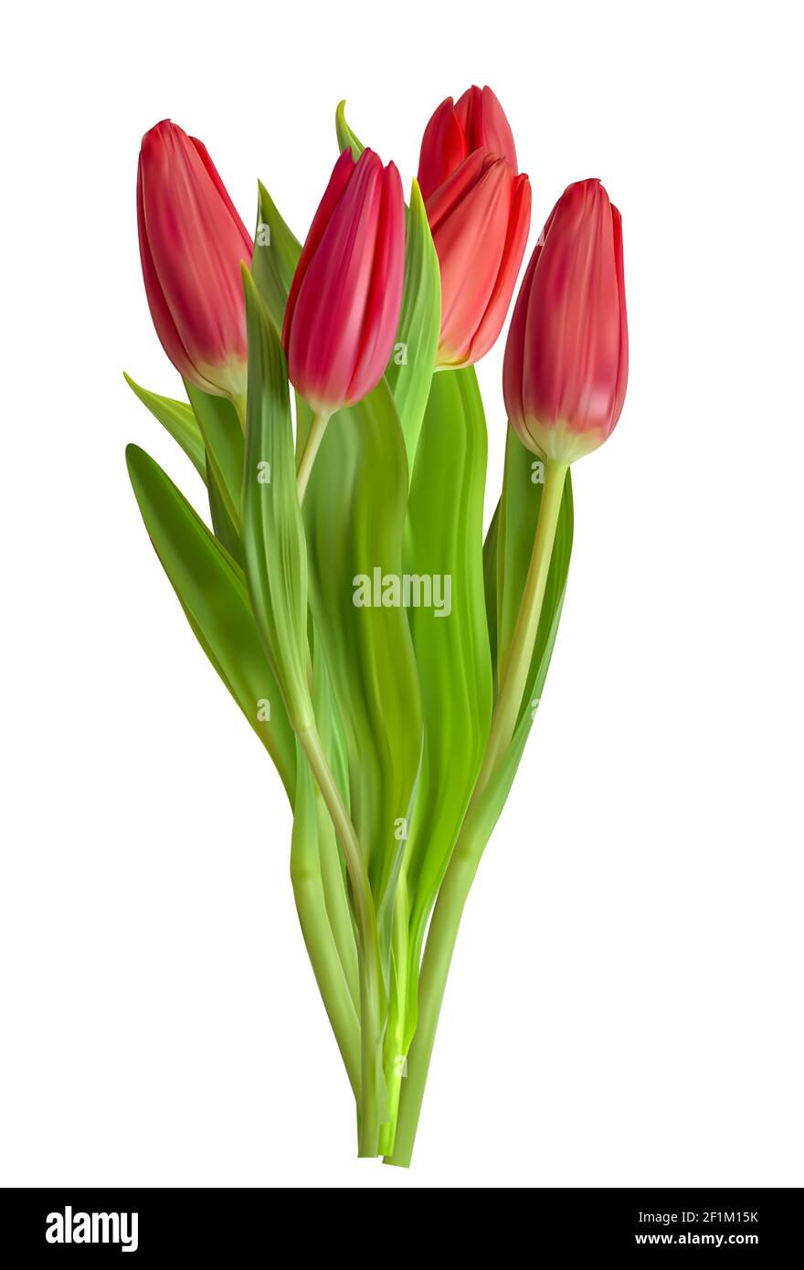 Realistic Red Tulips Flower Isolated on White Background. Vector ...
