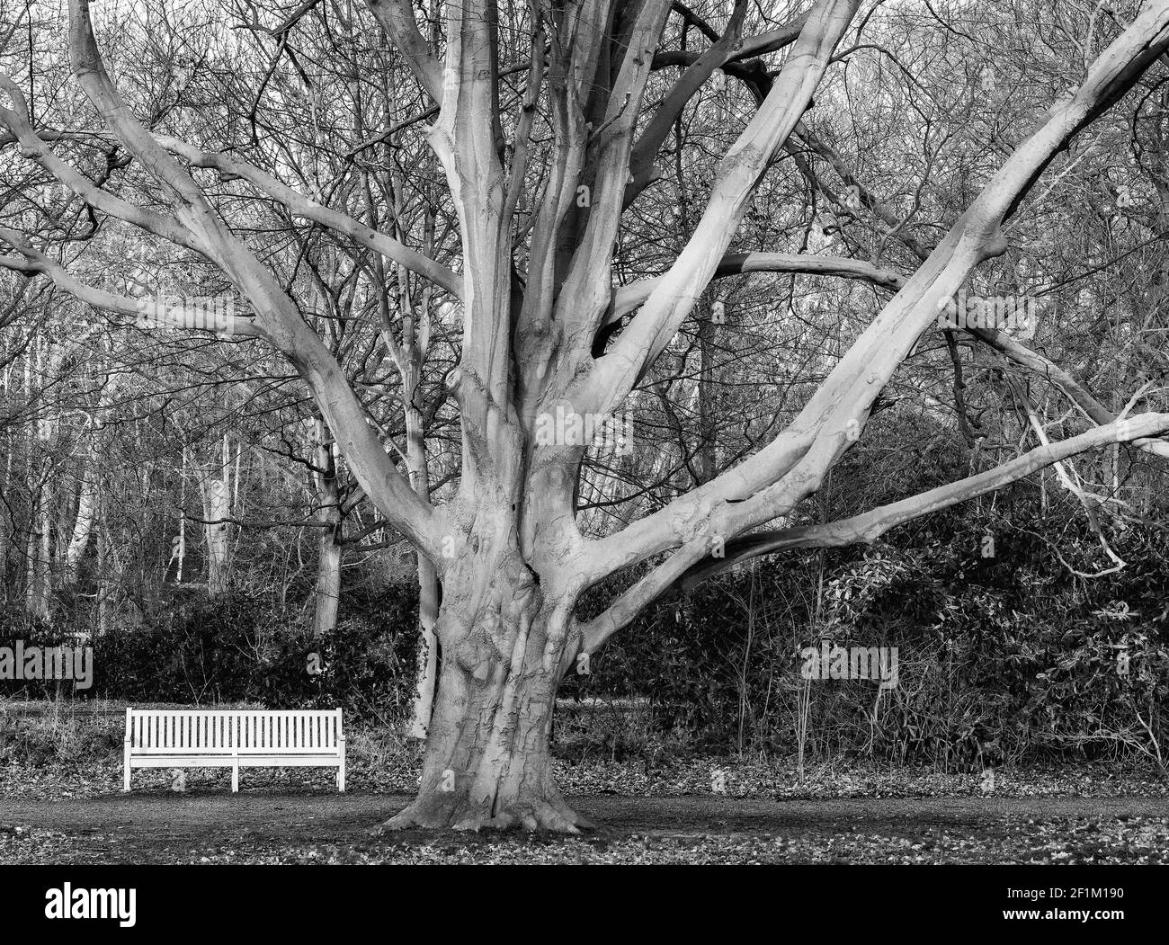 Old tree and new bench in our park in monochrome Stock Photo - Alamy