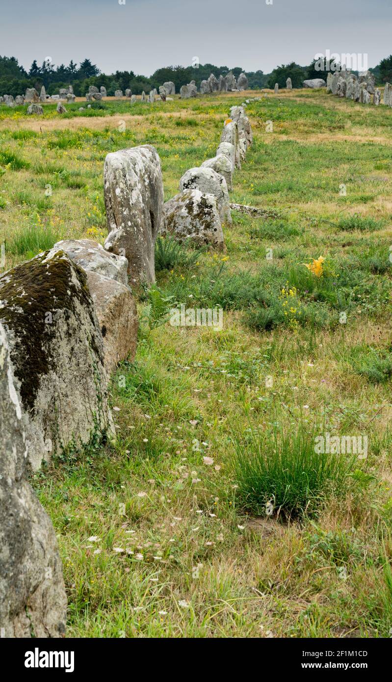 Vertical view of the standing stone alignments of Carnac in Brittany ...