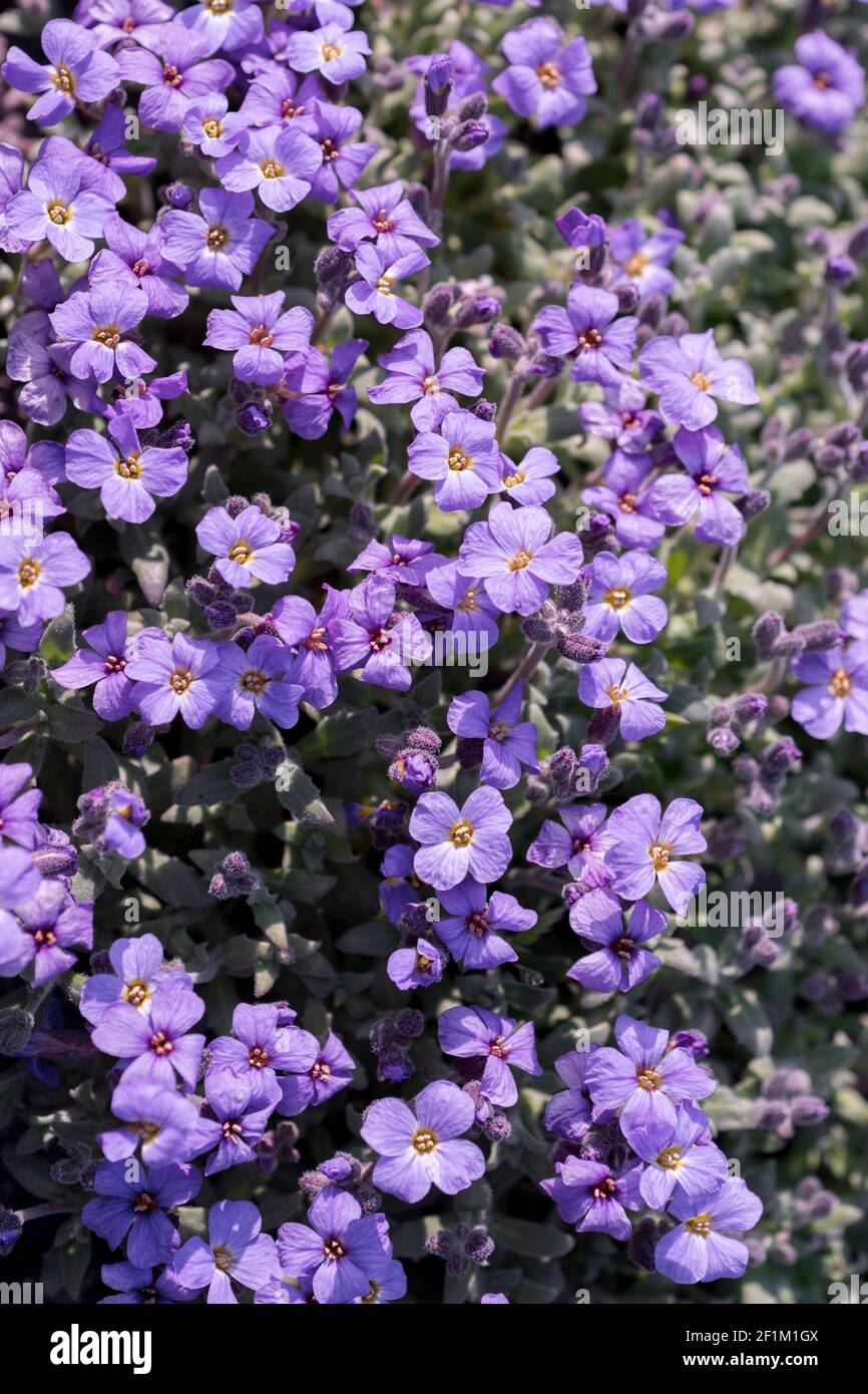 Aubrieta flowers bloom in the spring garden Stock Photo - Alamy