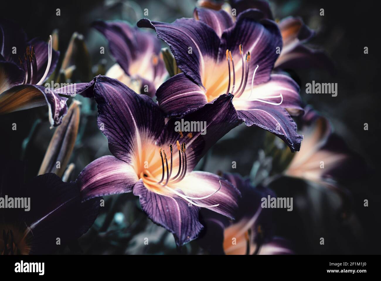 Lily flowers on a dark background close-up stylized Stock Photo - Alamy