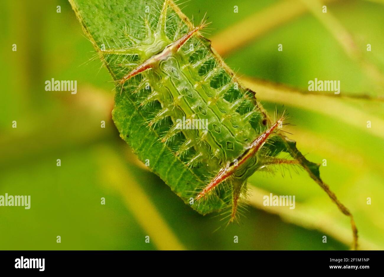 Slug Moth Caterpillar, Limacodidae Family, Kudremukh Wildlife Sanctuary ...