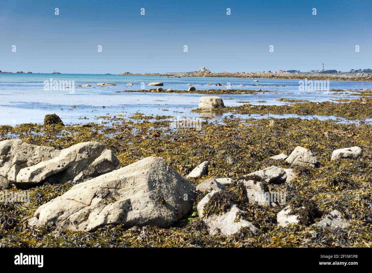 Algae beds hi-res stock photography and images - Alamy