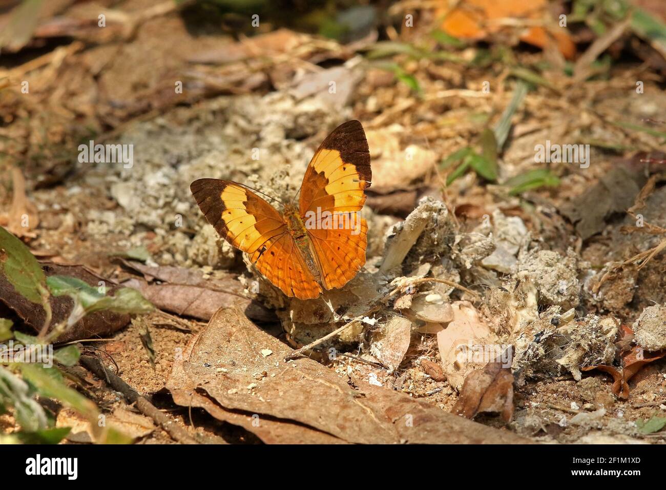 Rustic Butterfly, Cupha erymanthis, Kudremukh Wildlife Sanctuary ...
