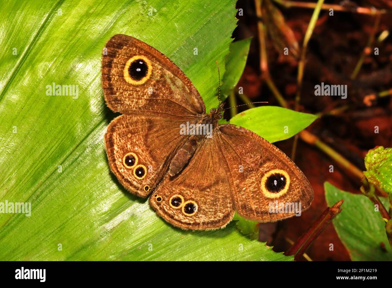 Common Four Ring Butterfly, Ypthima huebneri, Ganeshgudi Karnataka ...