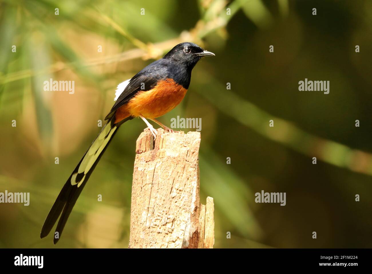 Shama bird hi-res stock photography and images - Alamy