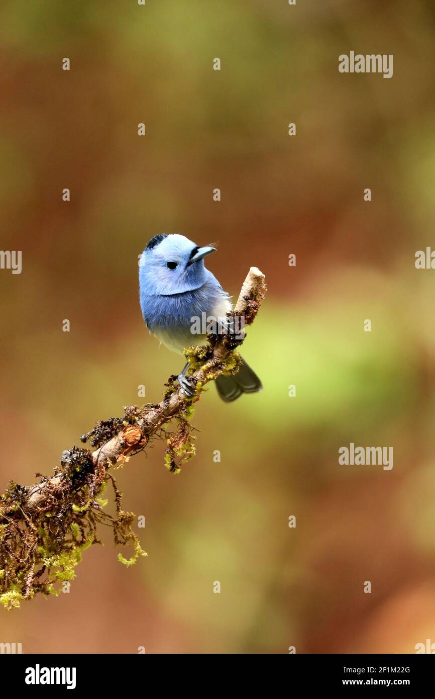 Black naped monarch bird hi-res stock photography and images - Alamy
