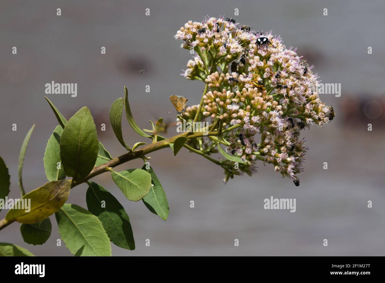 Flower with insects Stock Photo - Alamy