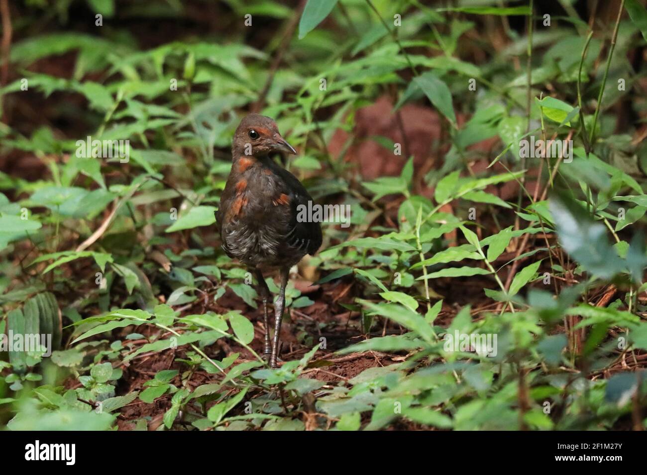 Slaty Legged Crake, Rallina eurizonoides, Ganeshgudi Karnataka India ...