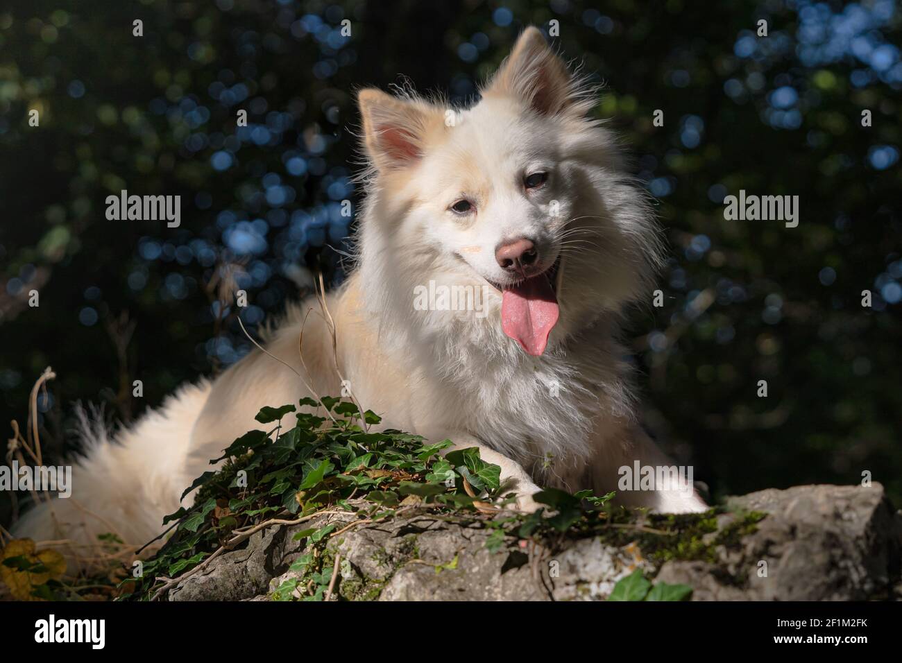 Icelandic dog, FCI recognized dog breed from Iceland Stock Photo - Alamy