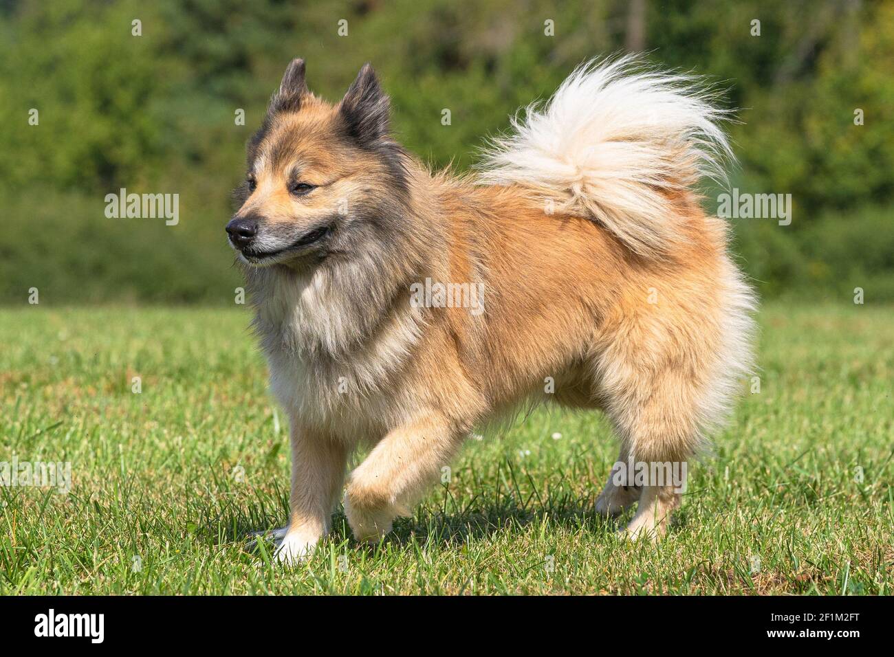 Icelandic dog, FCI recognized dog breed from Iceland Stock Photo - Alamy
