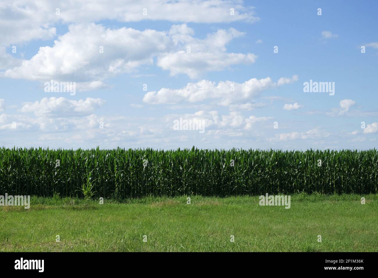 Plants of corn on a farm plot. Farmland. Growing corn. Agro-landscape ...