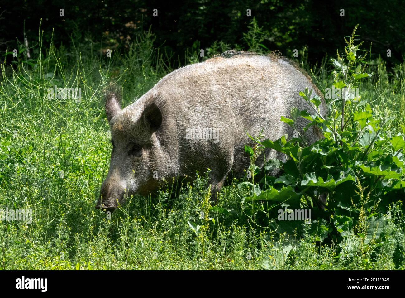 Wild boar germany hi-res stock photography and images - Alamy
